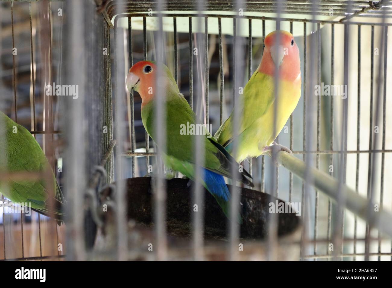 Pair of rosy-faced lovebird parrots in a cage Stock Photo - Alamy