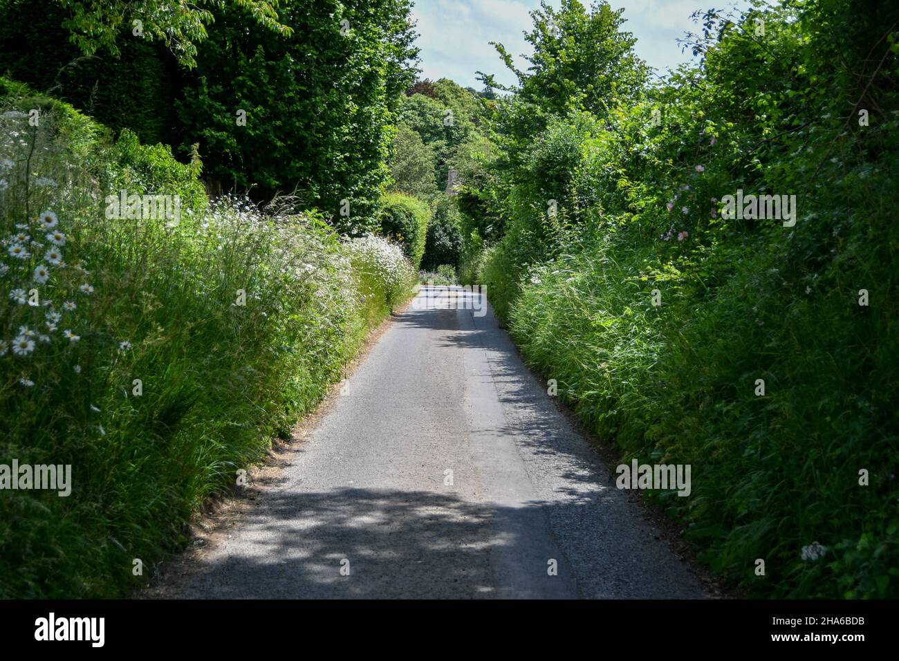 An empty rural lane in summer with tall green verges Stock Photo - Alamy