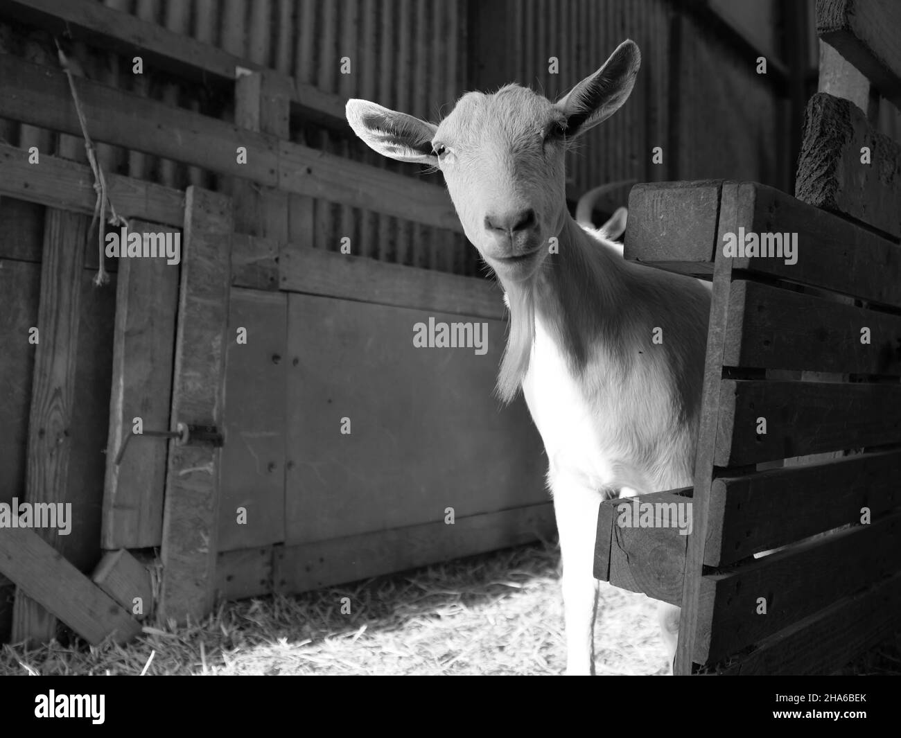 Grayscale shot of a goat in the barn Stock Photo - Alamy