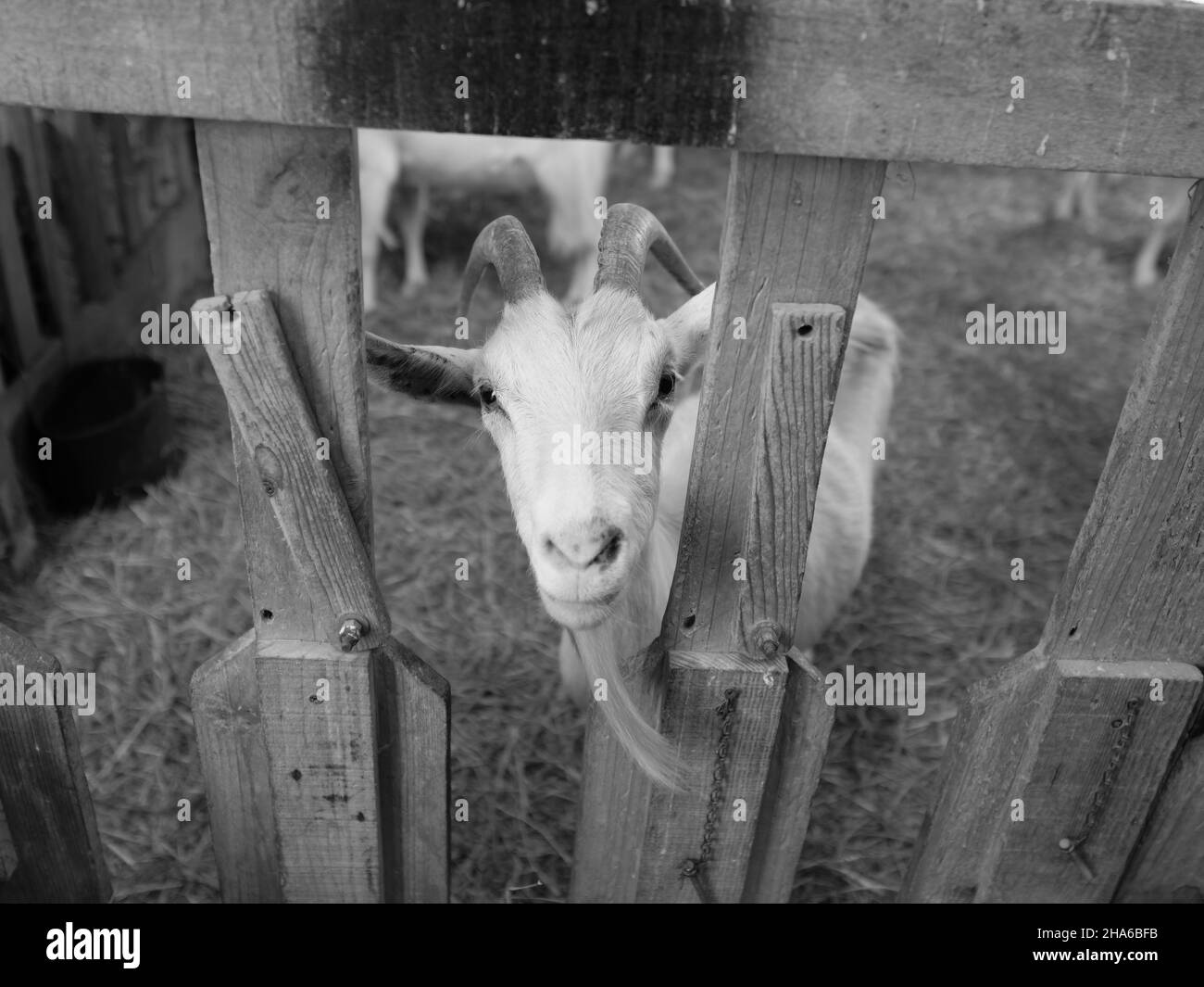 Cattle behind fence Black and White Stock Photos & Images - Alamy