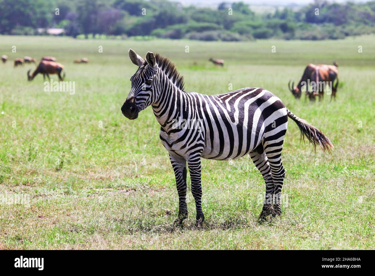 Plains zebra (Equus quagga) in a green savanna Stock Photo - Alamy