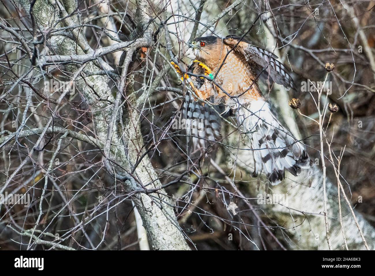 Adult Cooper's hawk Stock Photo - Alamy