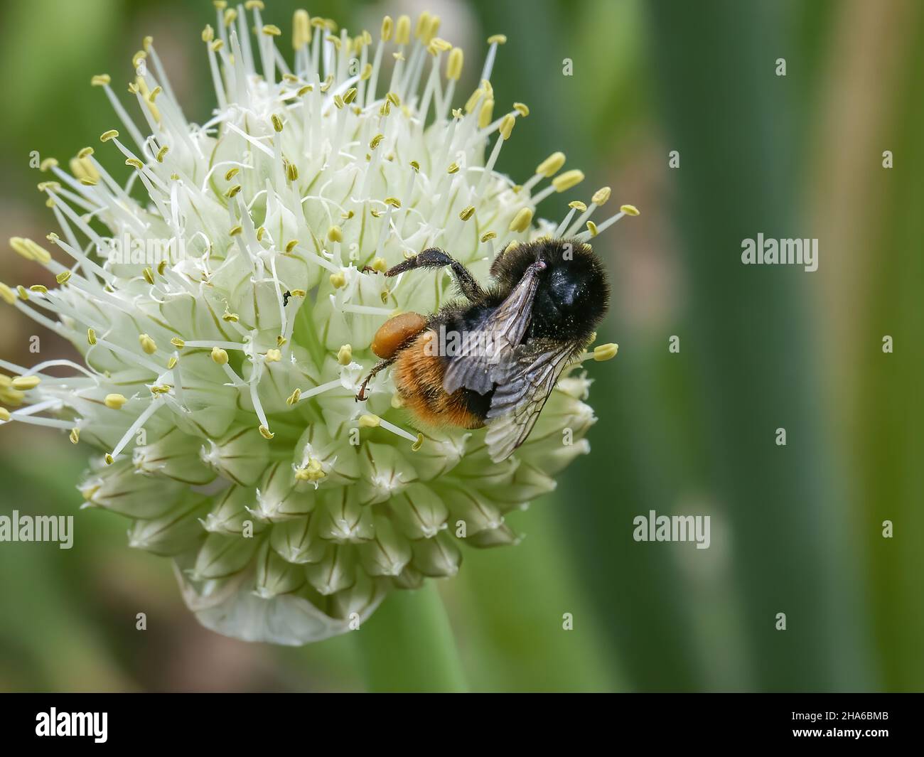 Bee collecting honey from flowers, marcrophotography, close up photo ...