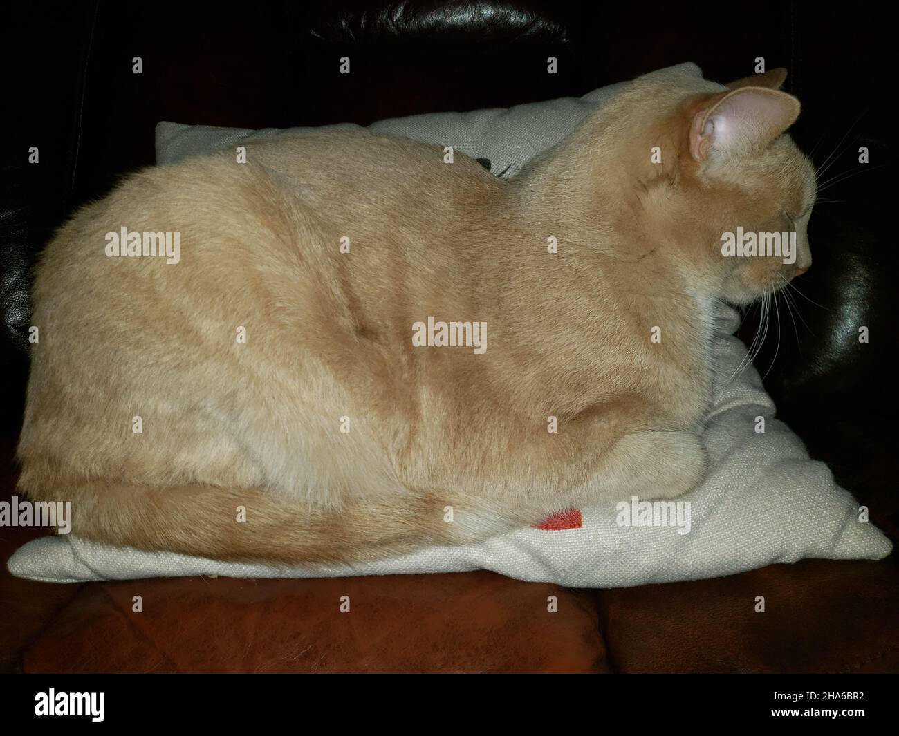 Cute Cream Tabby Cat Sitting in a Bread Loaf pose on a Pillow on a ...