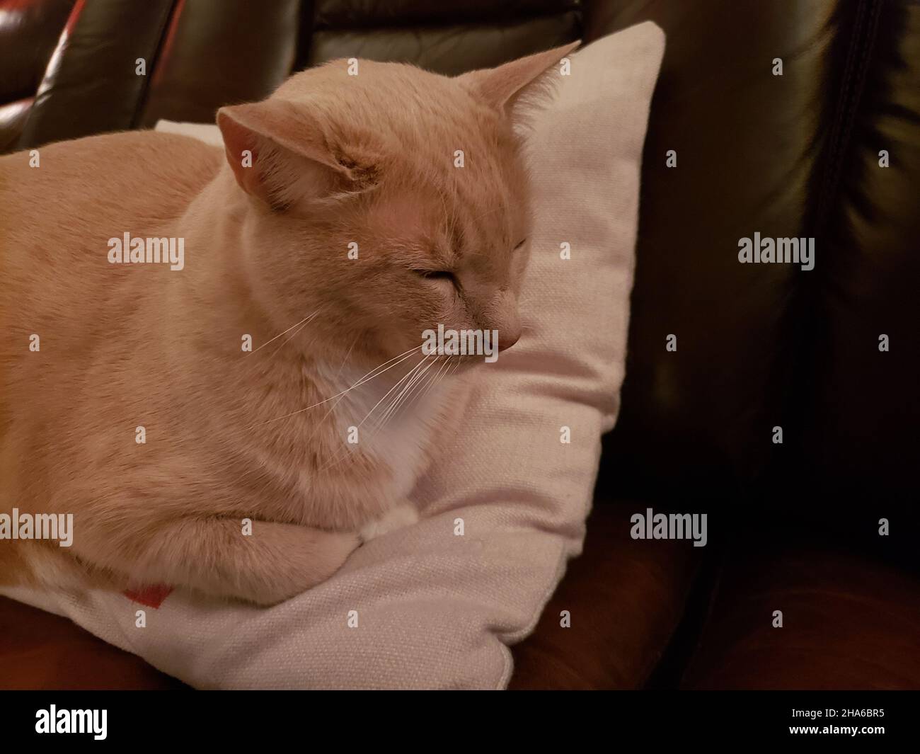 Cute Cream Tabby Cat Sitting in a Bread Loaf pose on a Pillow on a ...