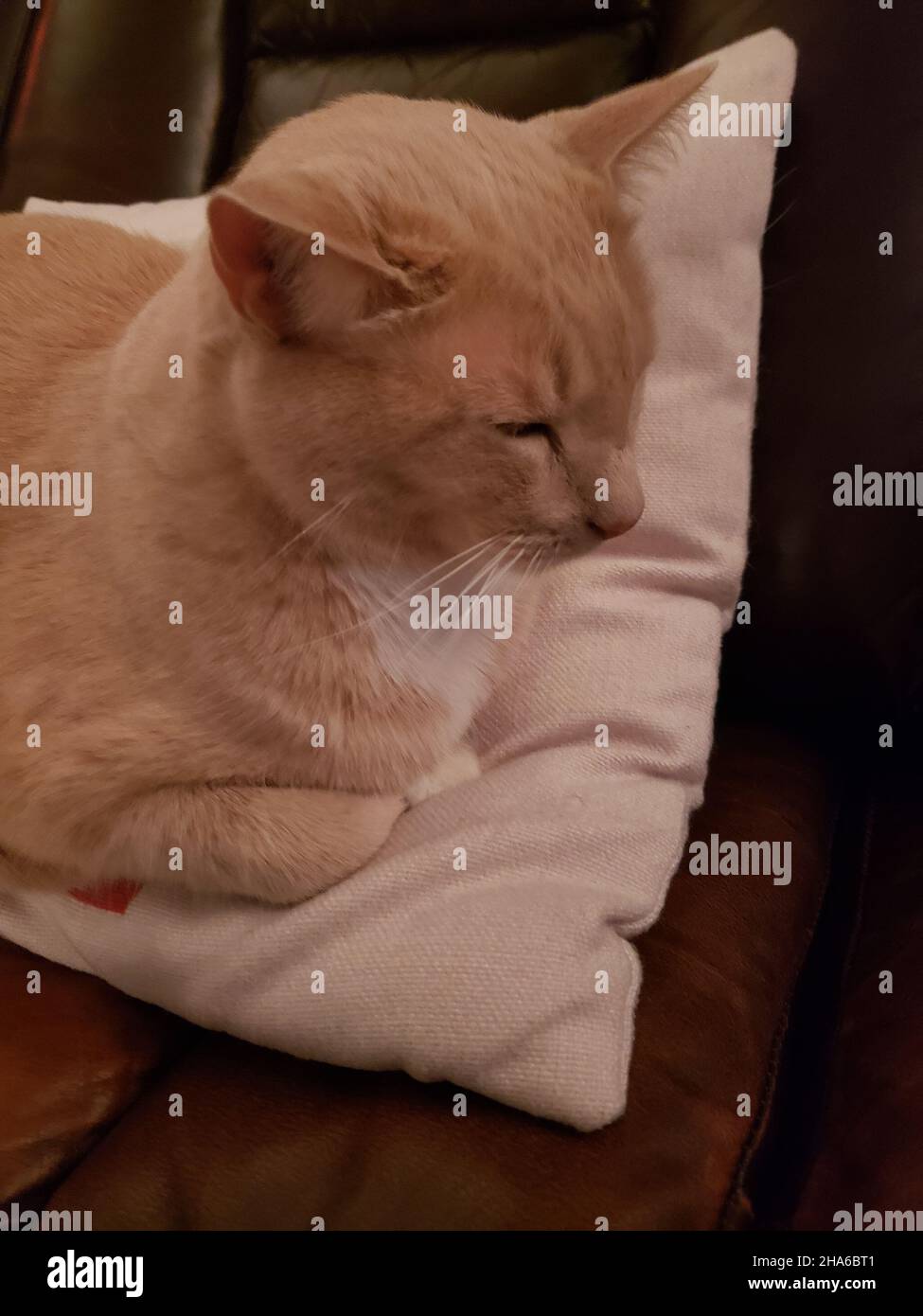 Cute Cream Tabby Cat Sitting in a Bread Loaf pose on a Pillow on a ...