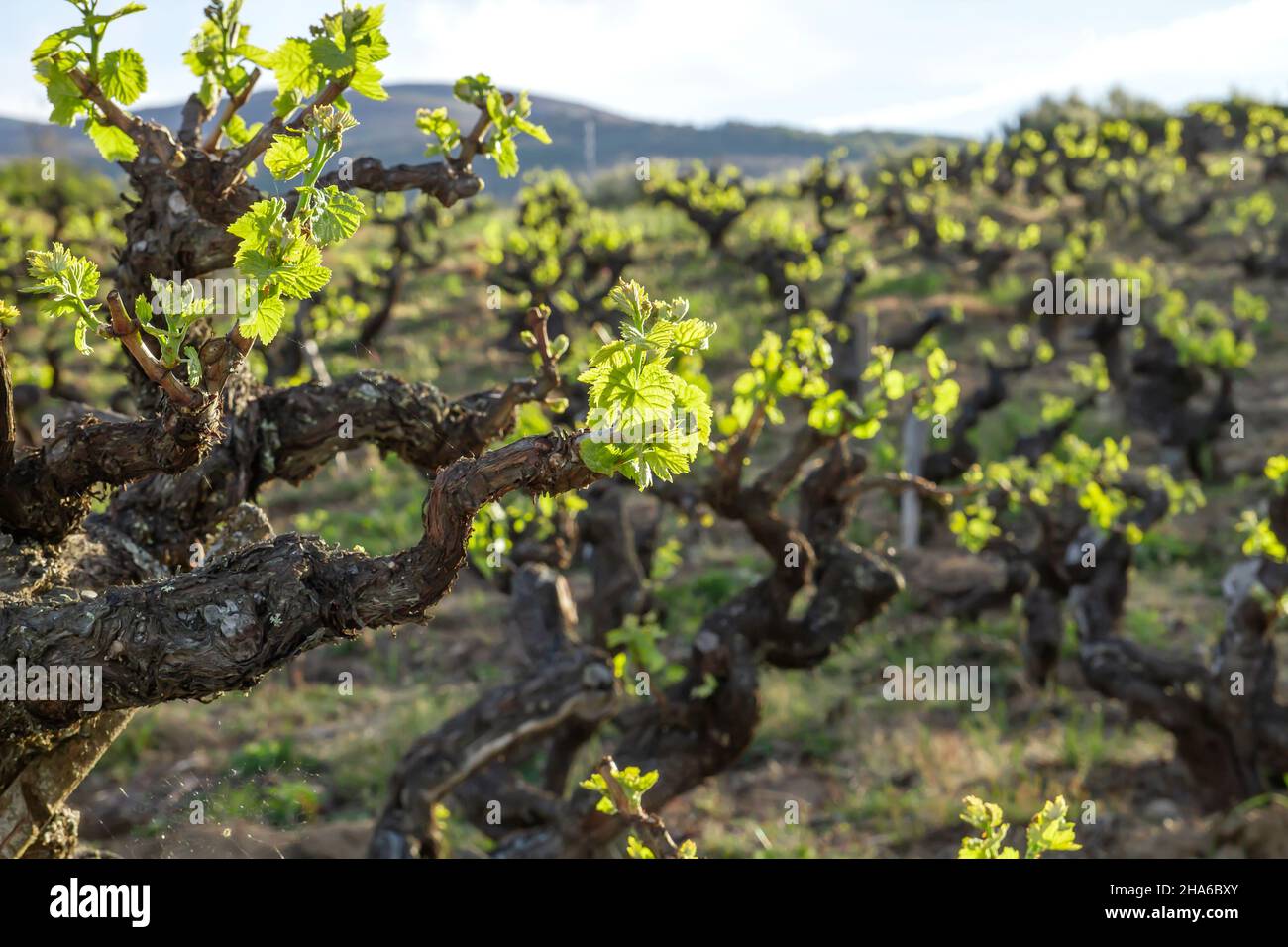 Vitis vinifera grape vines cultivated in making farm vineyard in ...