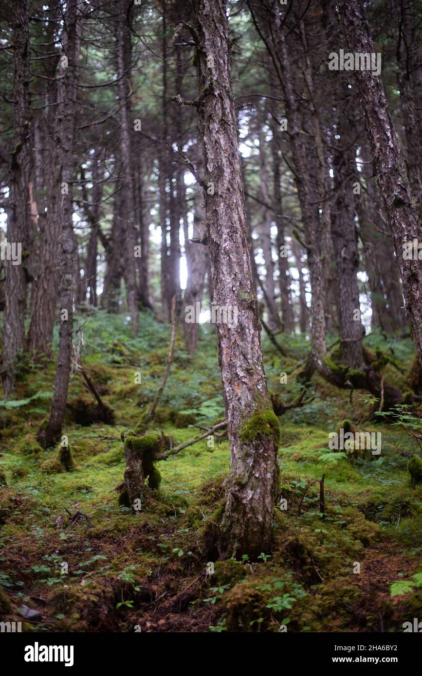 Forest landscape surrounding Anchorage, Alaska Stock Photo - Alamy