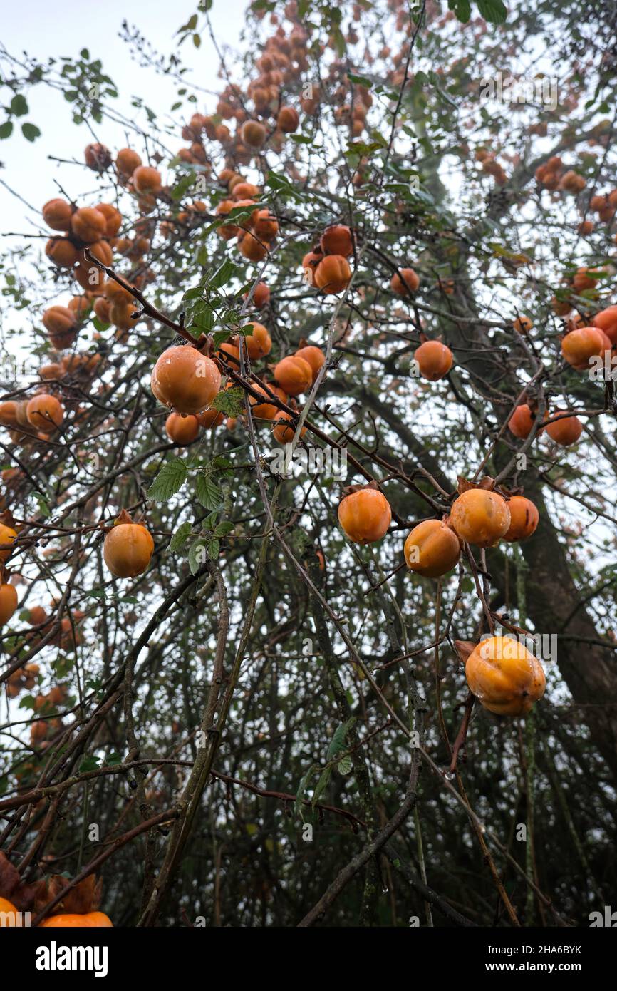 Diospyros kaki tree laden with persimmon ripe fruits Stock Photo - Alamy