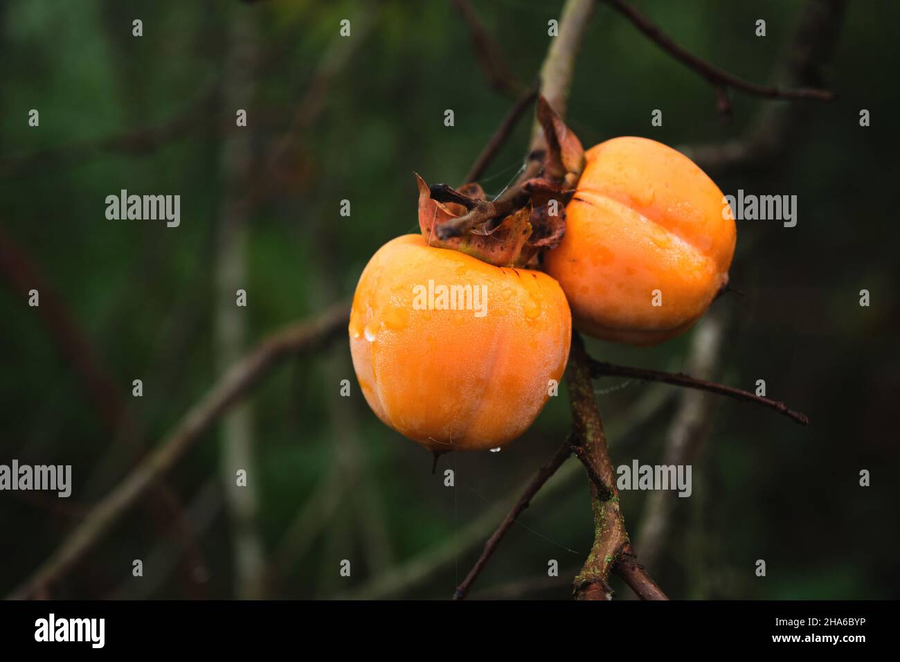 Diospyros kaki hi-res stock photography and images - Alamy