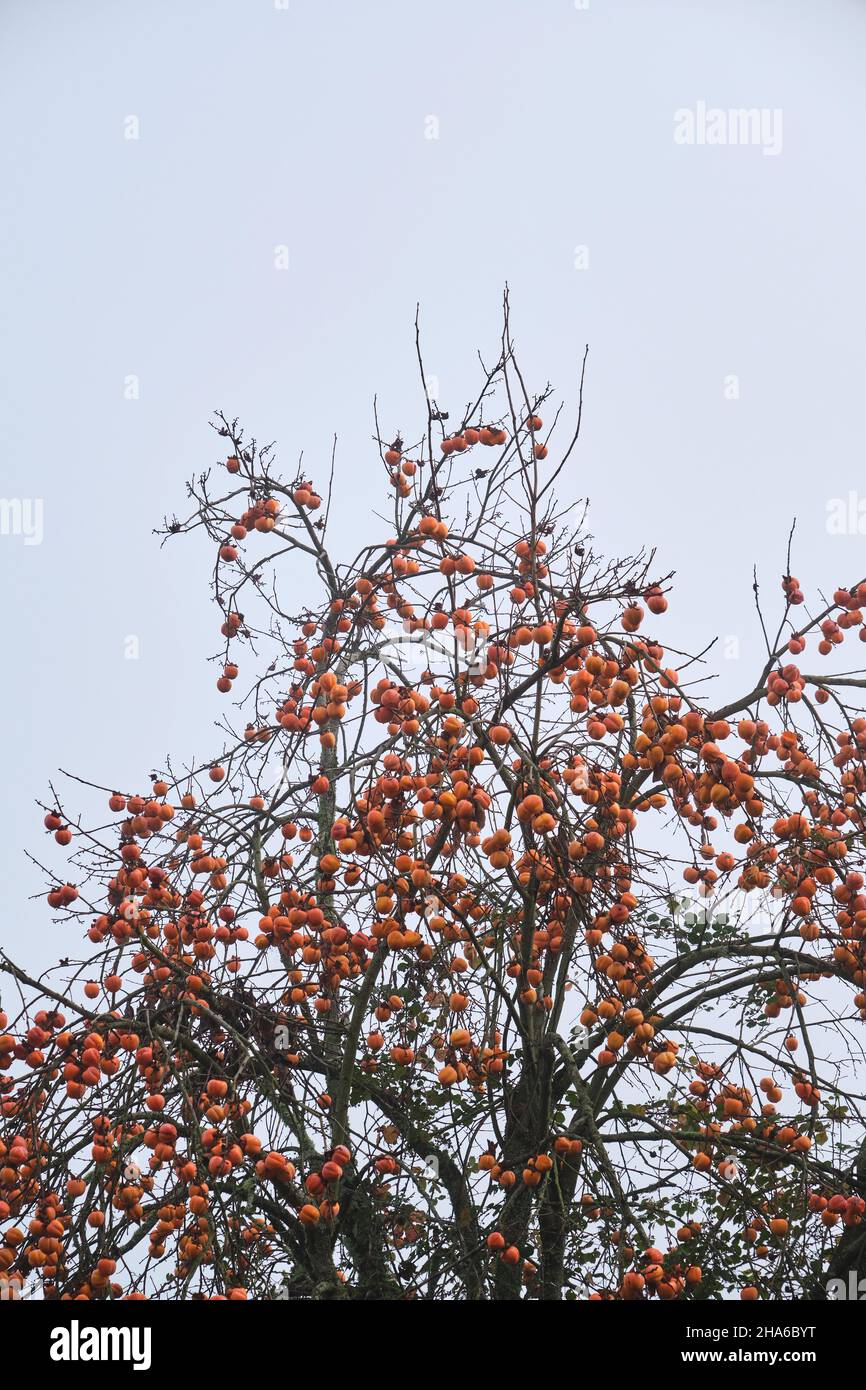Diospyros kaki tree laden with persimmon ripe fruits Stock Photo - Alamy