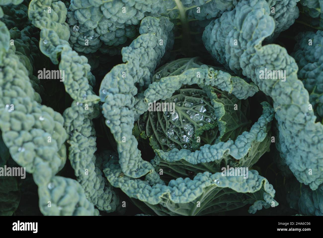 Leaf cabbage or kale plant growing in the vegetable garden Stock Photo ...