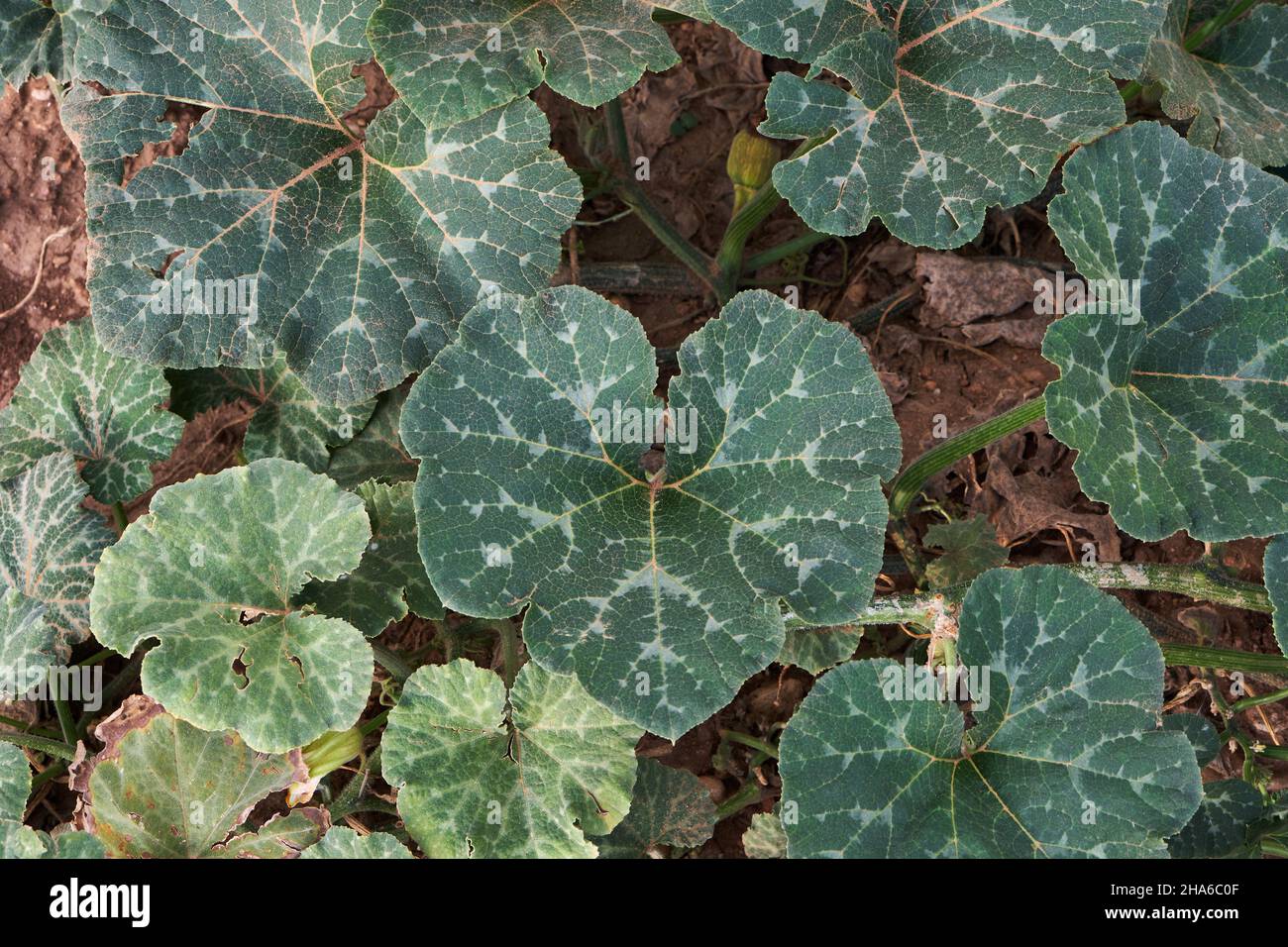 Cucurbita moschata squahs plant green foliage Stock Photo - Alamy