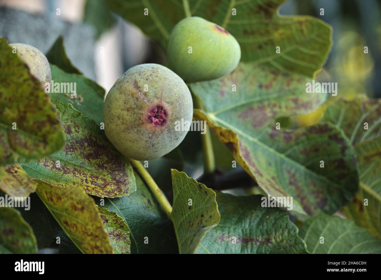 Fig tree fruit hi-res stock photography and images - Alamy