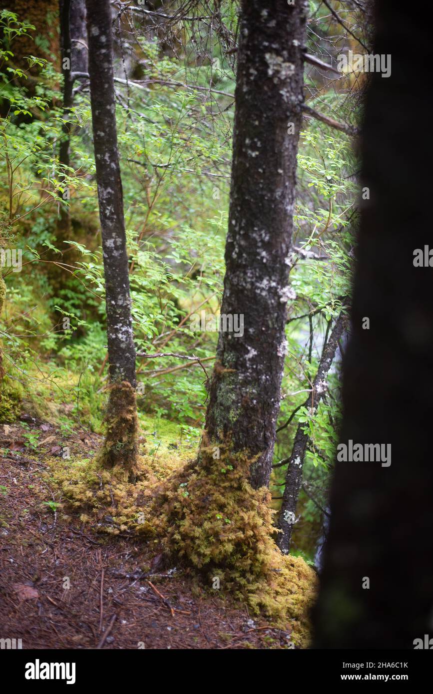 Alaska summer birch forest hi-res stock photography and images - Alamy