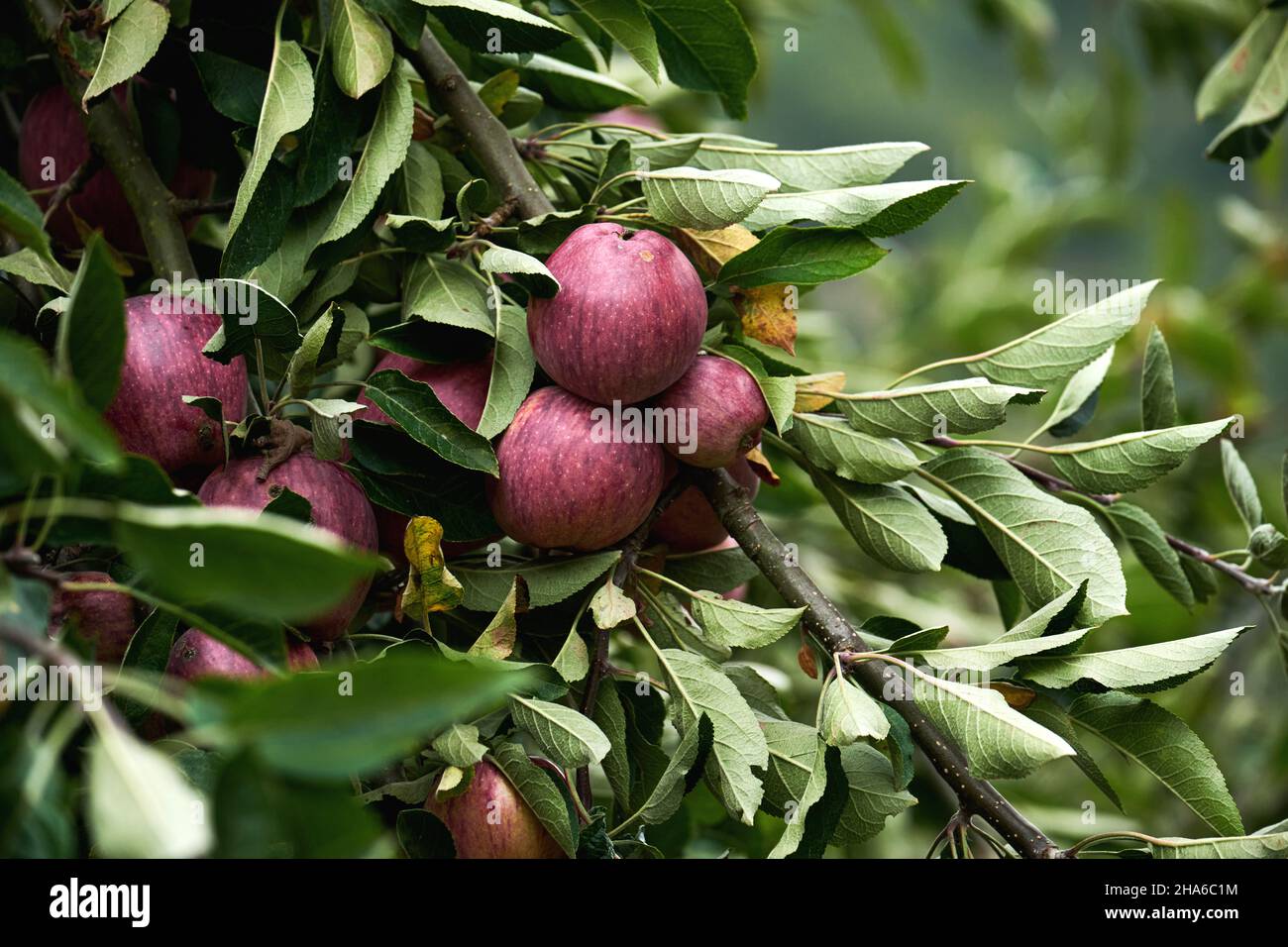 Apple tree (malus domestica) laden with ripe fresh fruits Stock Photo ...
