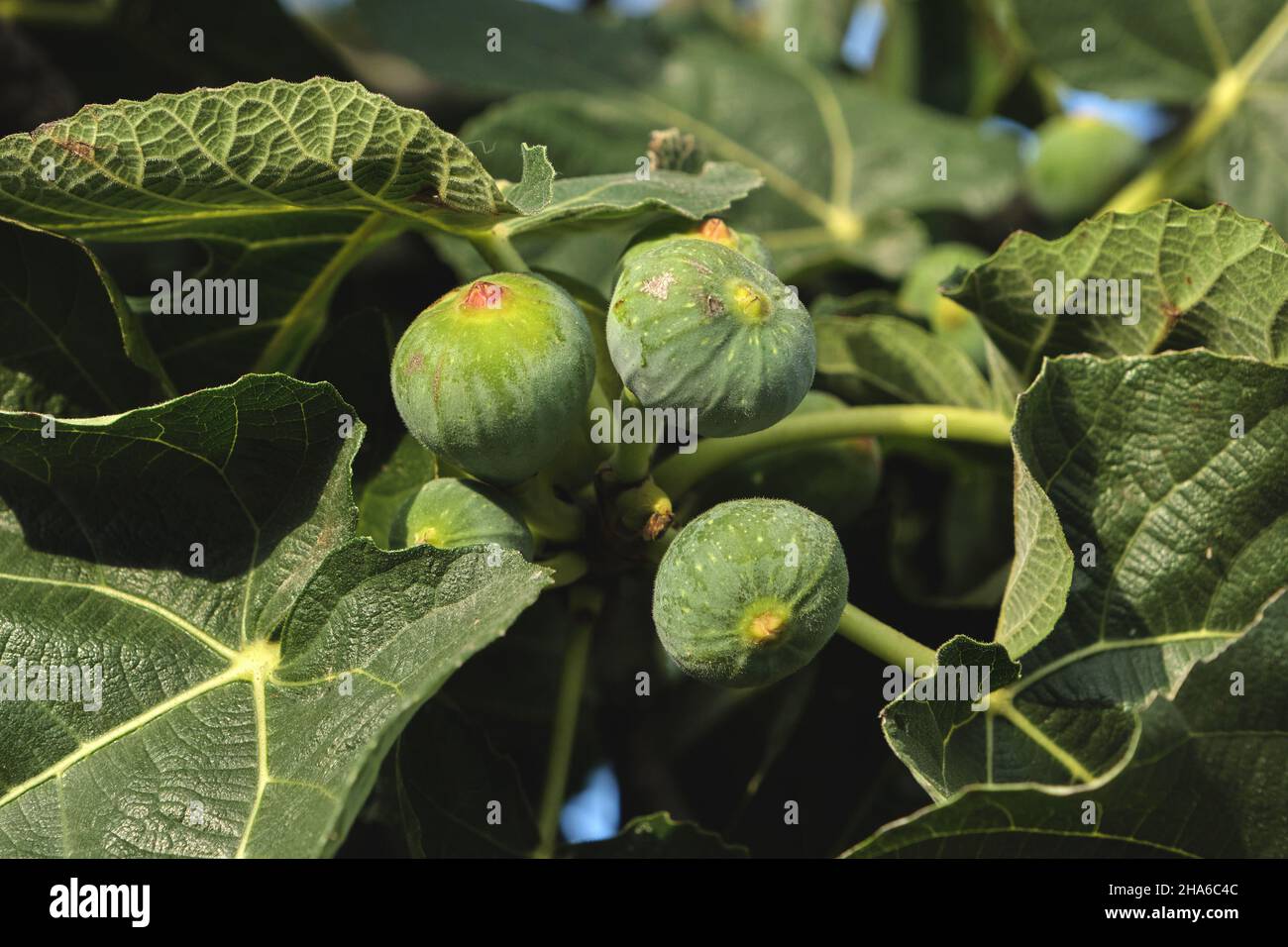 Ficus carica fig tree green immature fruits Stock Photo - Alamy