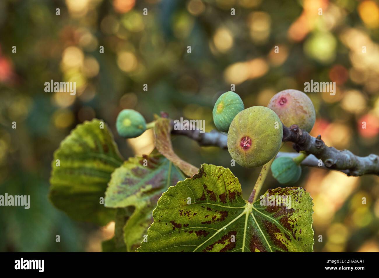 Fig tree (Ficus carica) fruits close up Stock Photo - Alamy