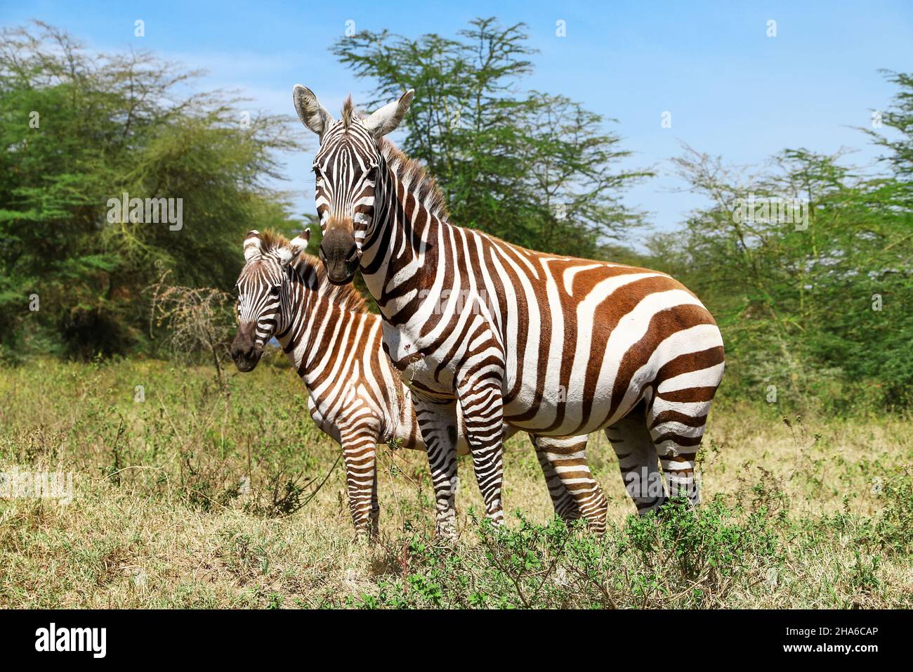 Zebras high grass hi-res stock photography and images - Alamy