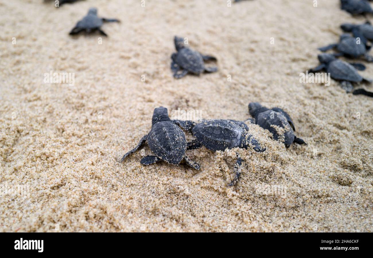 Baby sea turtles released to the sea on the sandy ocean beach Stock ...