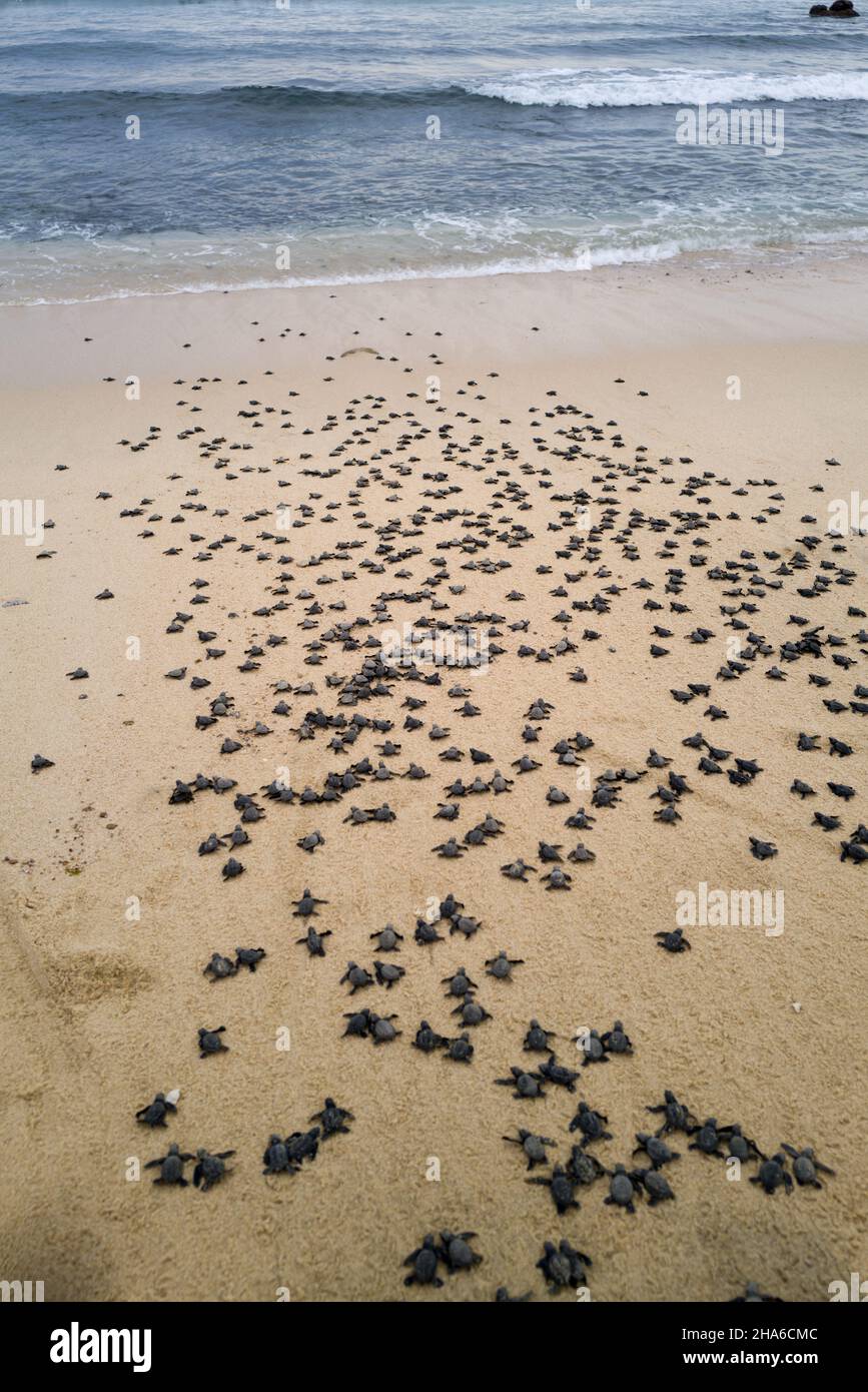 Baby sea turtles released to the sea on the sandy ocean beach Stock ...