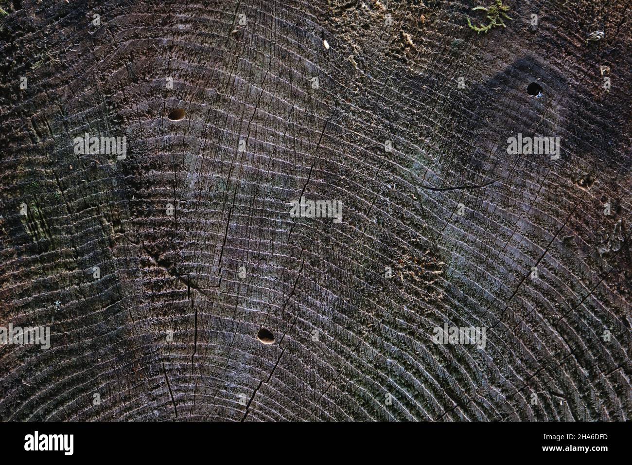 Detail of old weathered chopped tree trunk tree-rings pattern texture ...