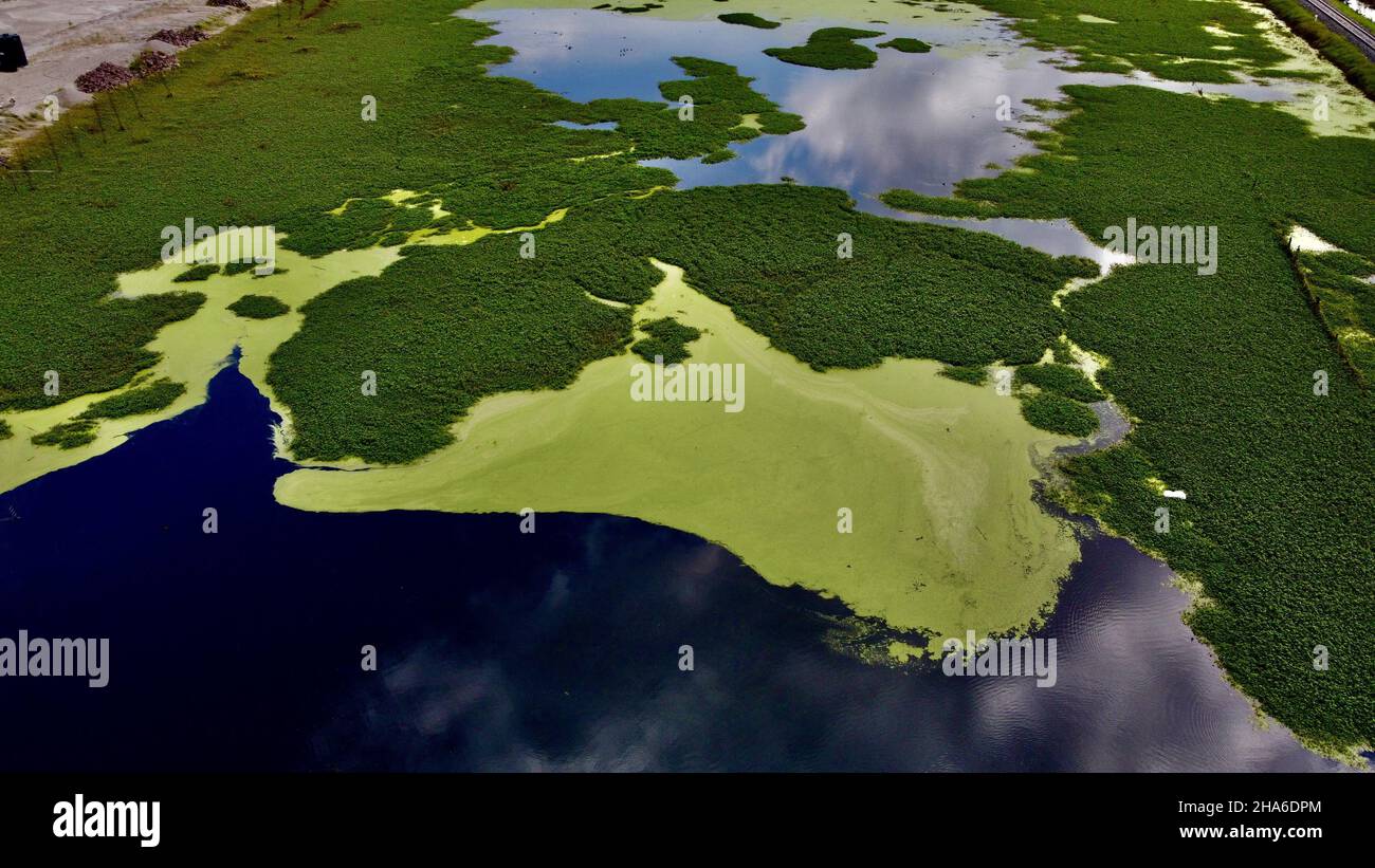 Beautiful view of green algae on the surface of the lake Stock Photo ...