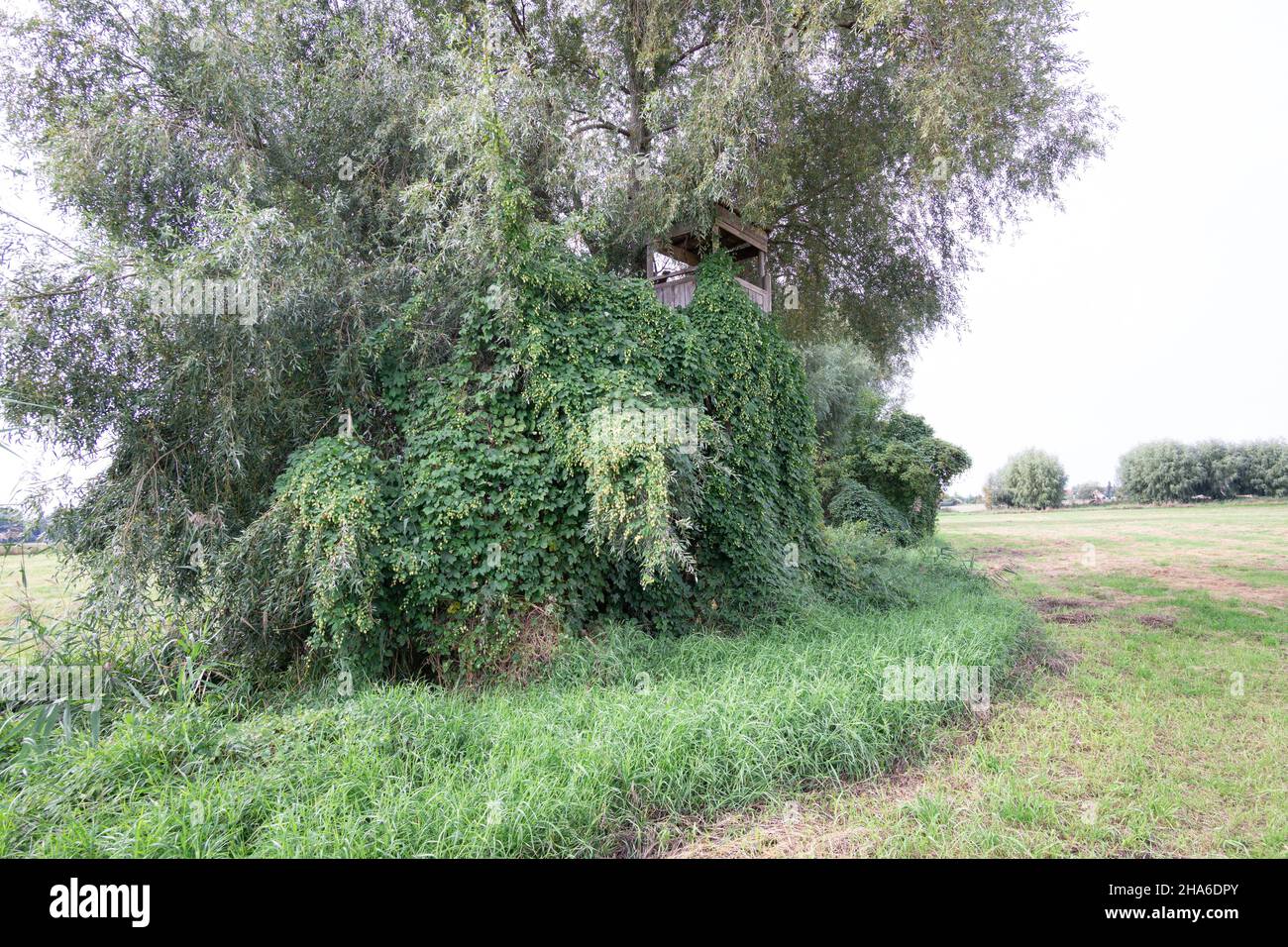 Dense thicket in a vast field with a small treehouse surrounded by ...
