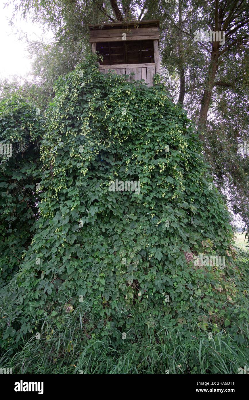 Humble wooden treehouse with thick bushes below it and bright sunlight ...