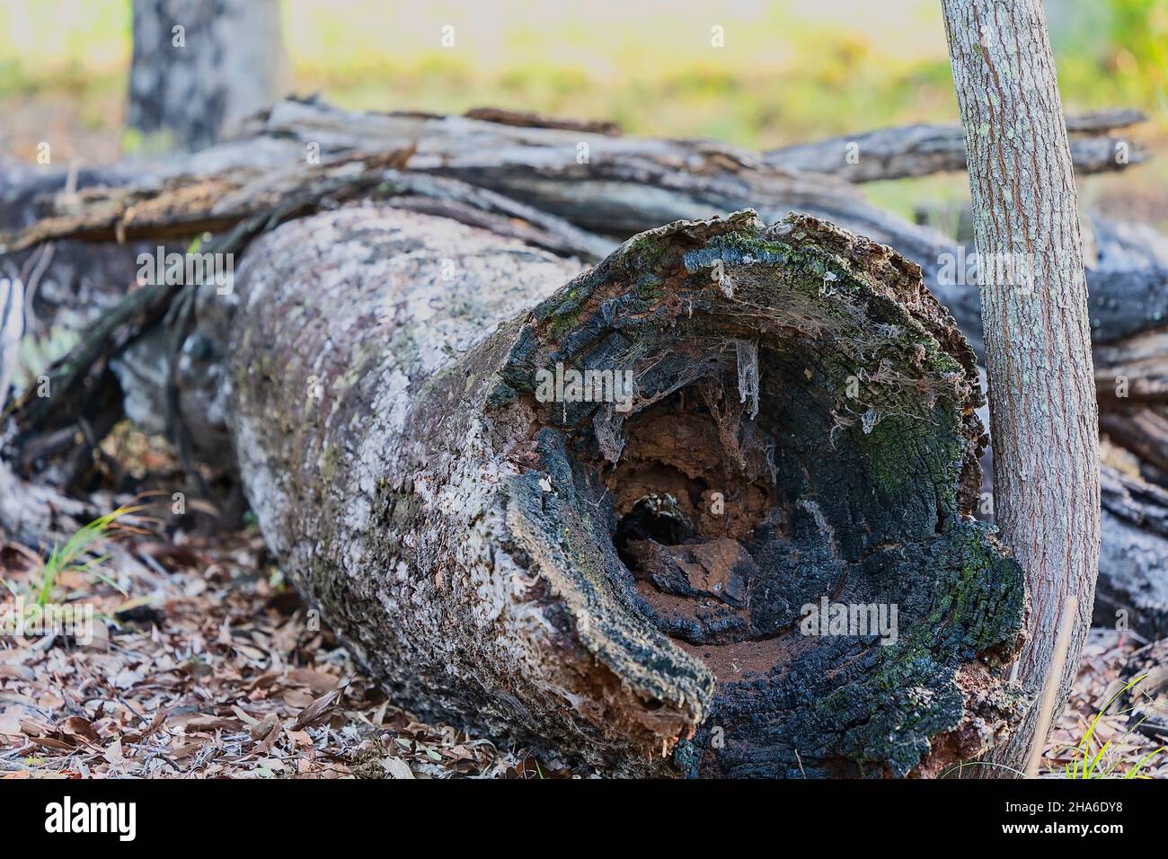 The burnt out hollow of a tree trunk lying on the ground in a forest ...