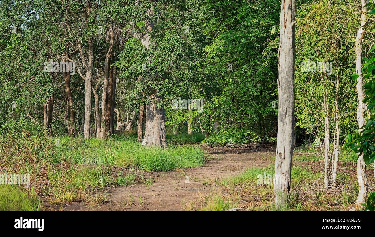 A walking track through a bushy wildlife reserve in early morning light ...