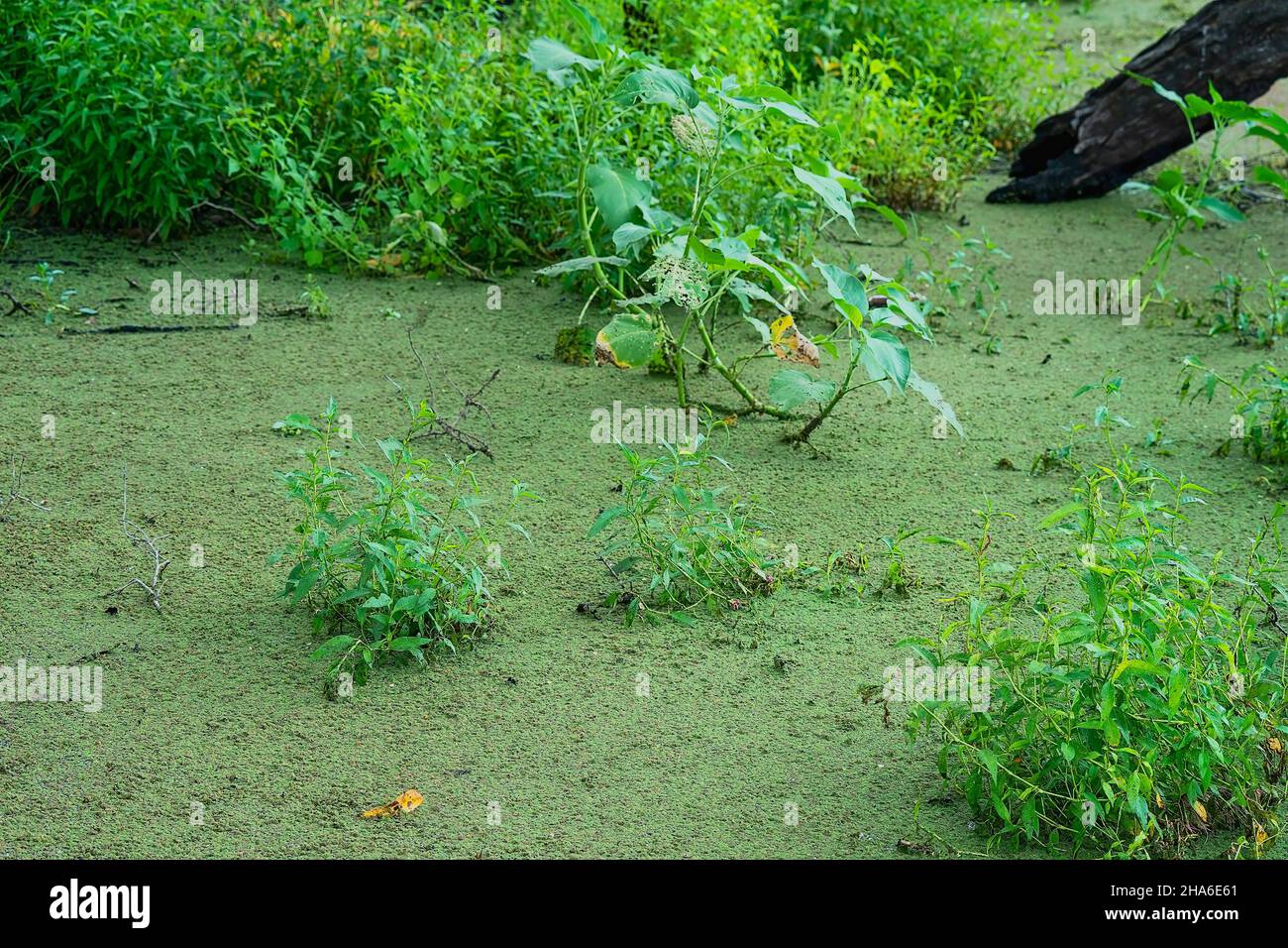 Thick growing algae and aquatic plants in the water of a lagoon in ...