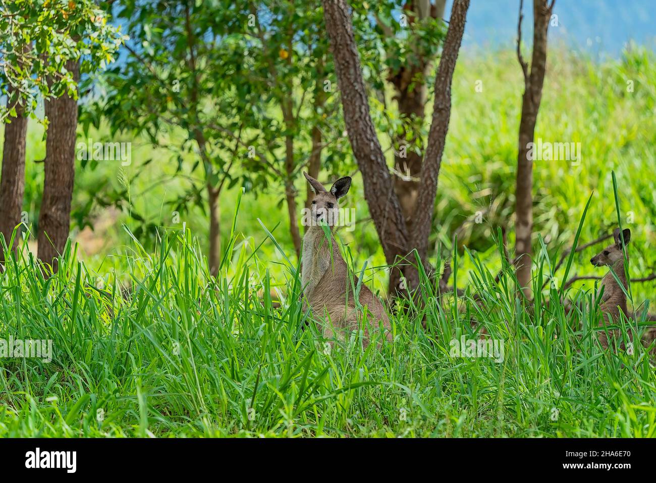 A large Australian kangaroo chewing grass amongst the trees and looking ...