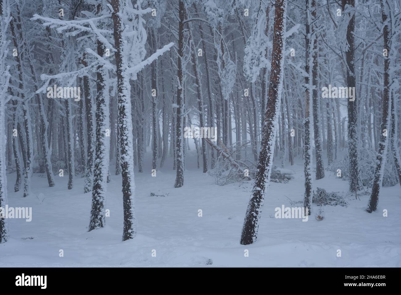 Forest after blizzard hi-res stock photography and images - Alamy