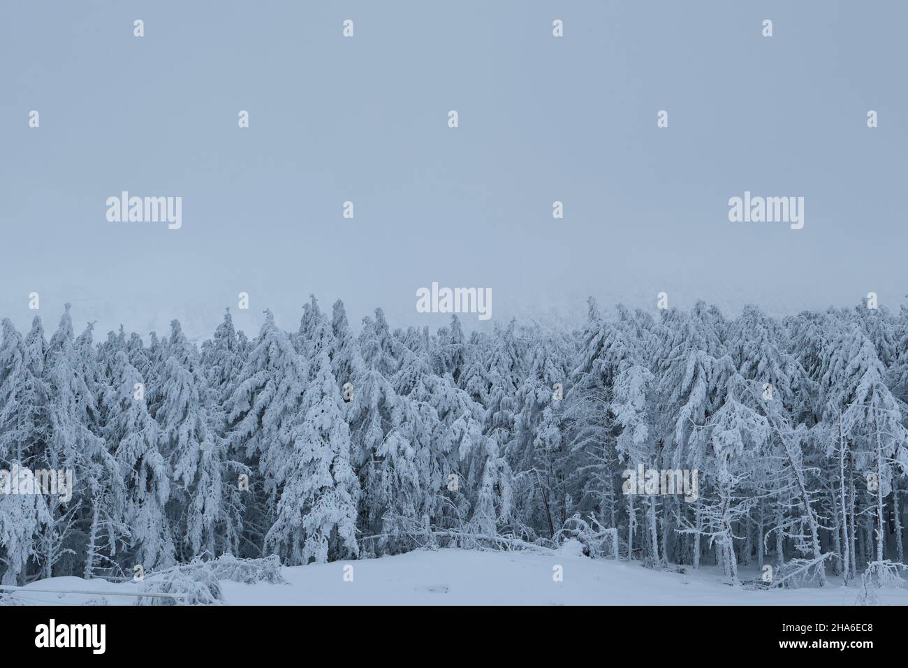 Minimum trees hi-res stock photography and images - Alamy