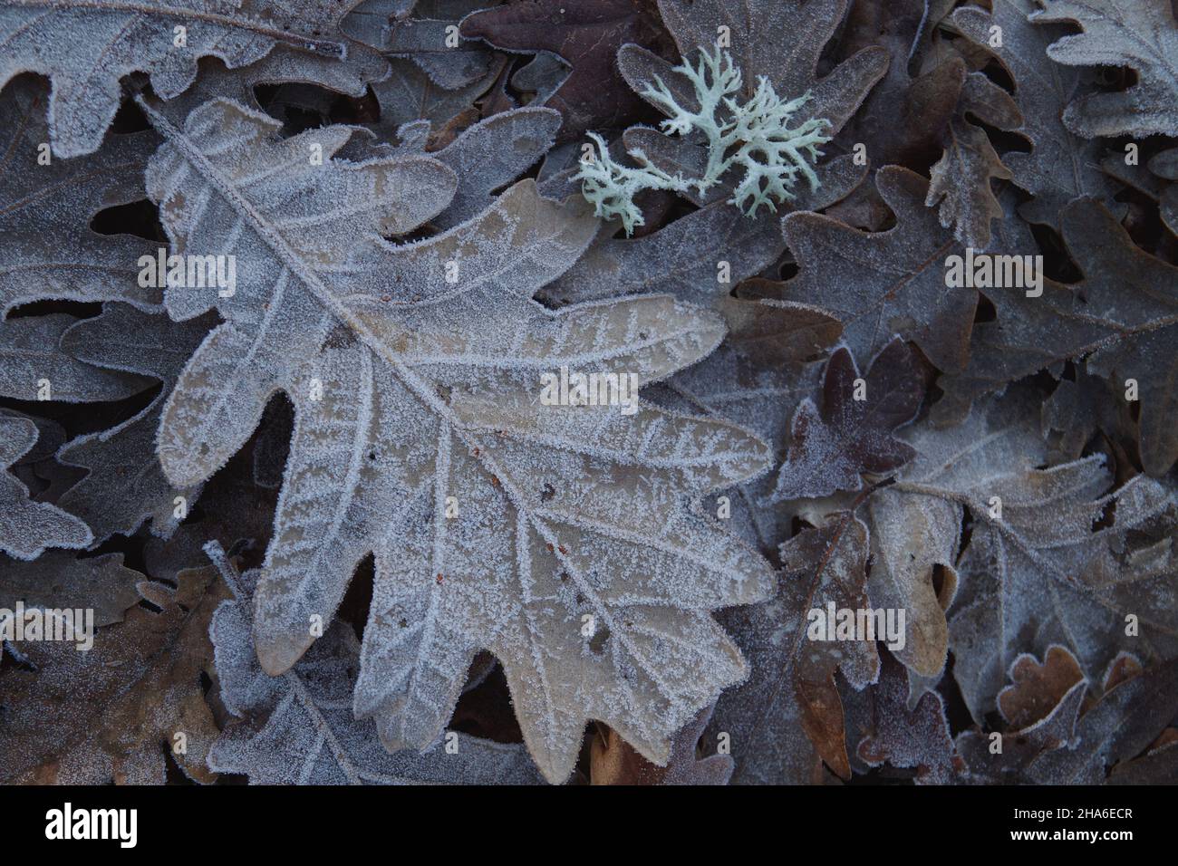 Hoarfrost on oak tree (Quercus robur) fallen leaves, winter nature ...