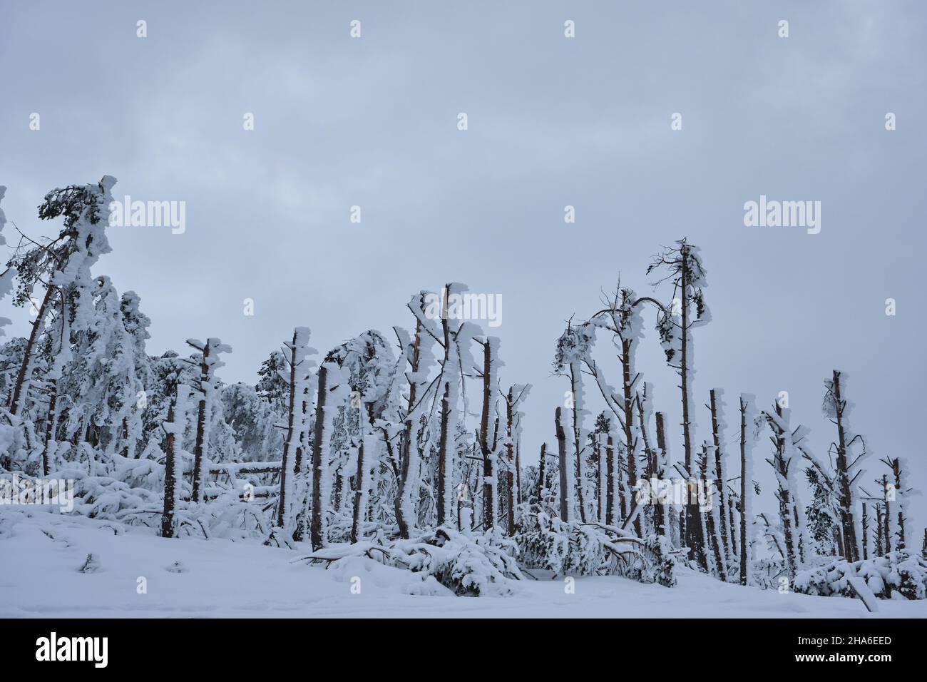 Damaged trees after a heavy snow storm in the mountain Stock Photo - Alamy