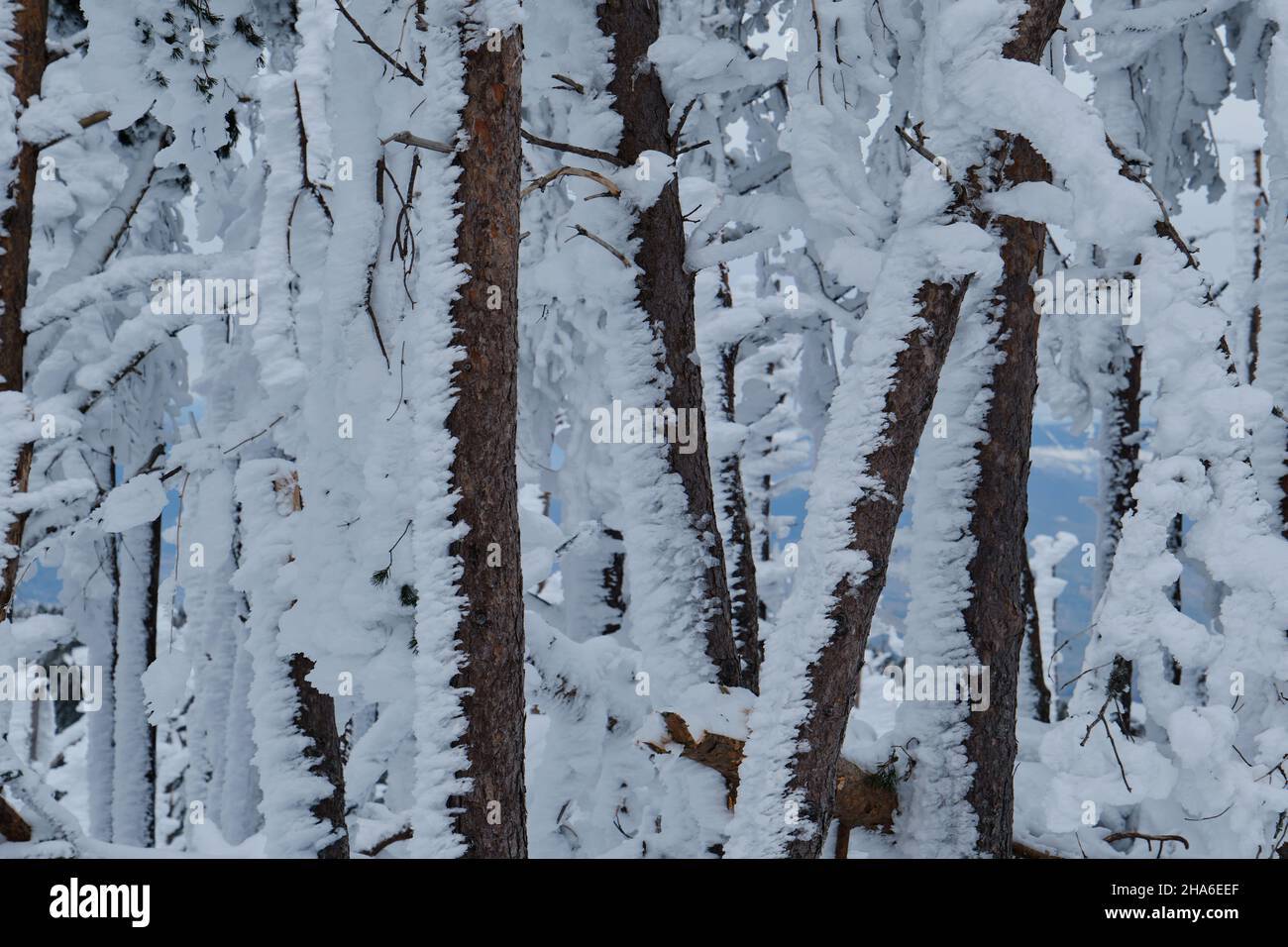 Tree snow detail winter storm hi-res stock photography and images - Alamy