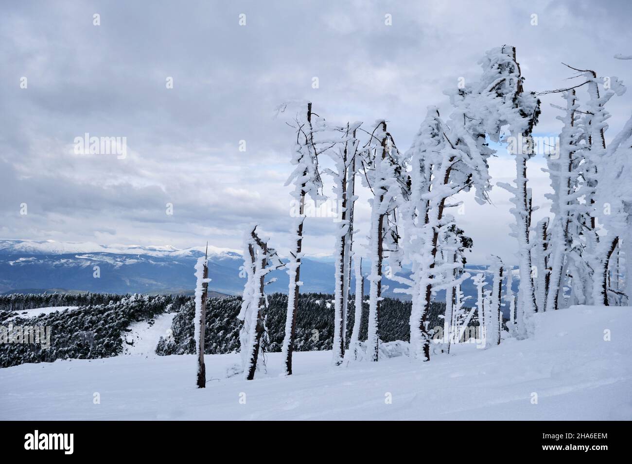 Storm damaged trees woods hi-res stock photography and images - Alamy