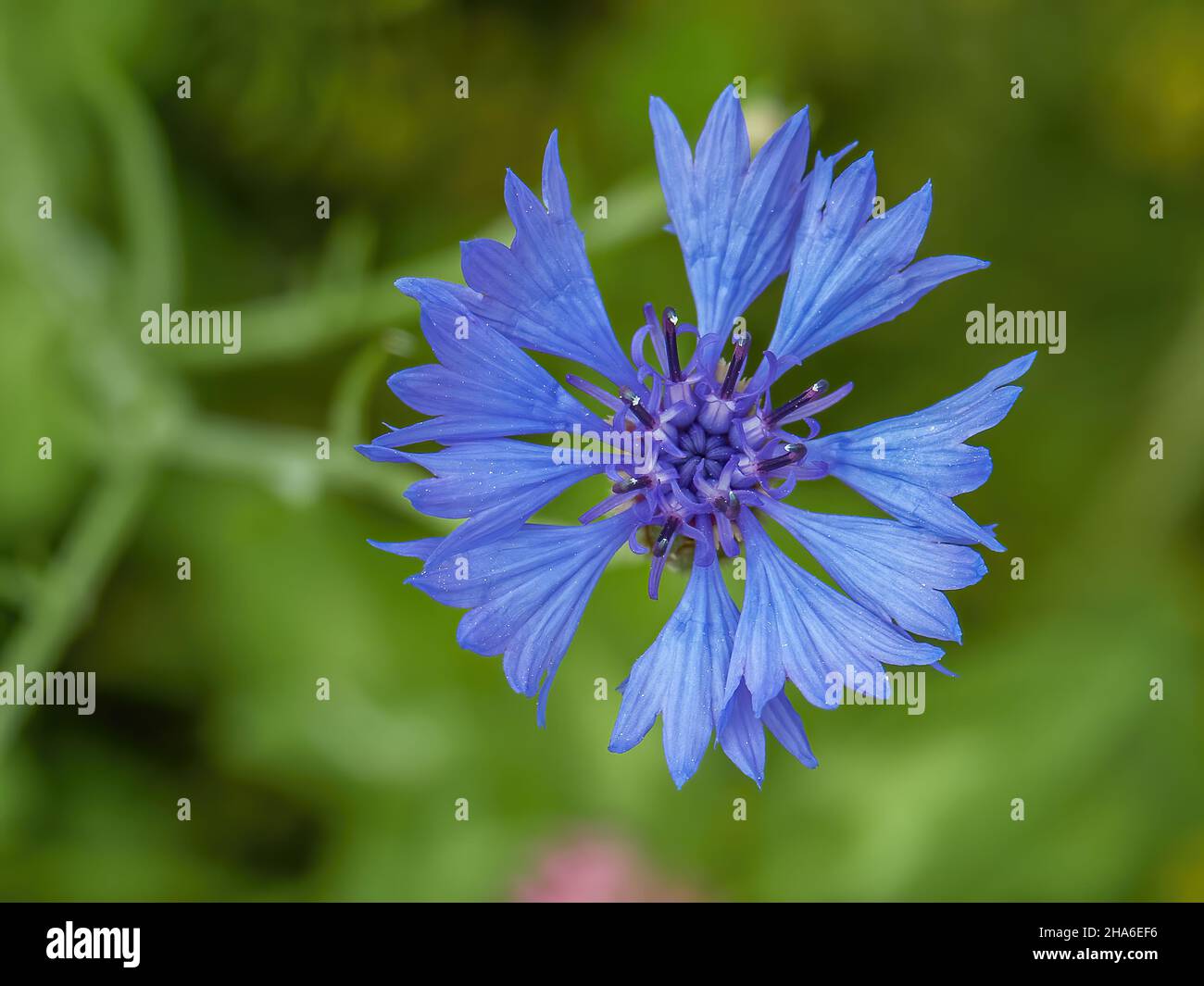 The nature of Poland, Polish flora, Polish wild flowers in the meadow ...