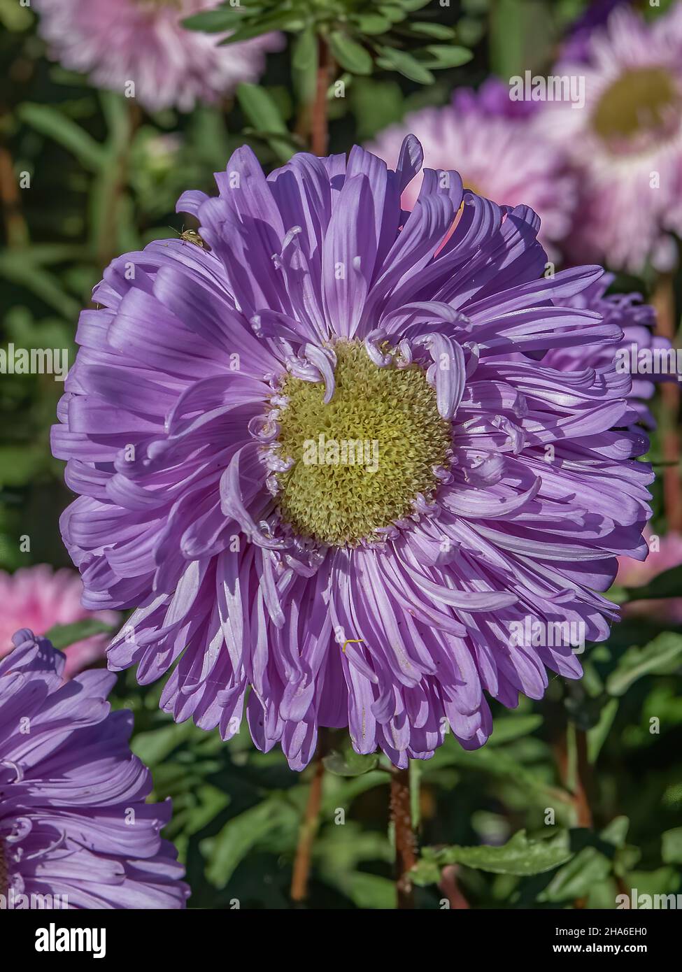 The nature of Poland, Polish flora, Polish wild flowers in the meadow and forest, county ...