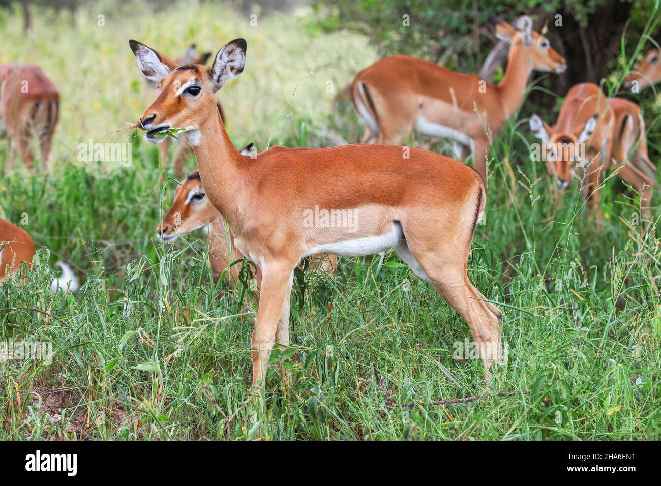Herd of female impalas aepyceros melampus hi-res stock photography and ...