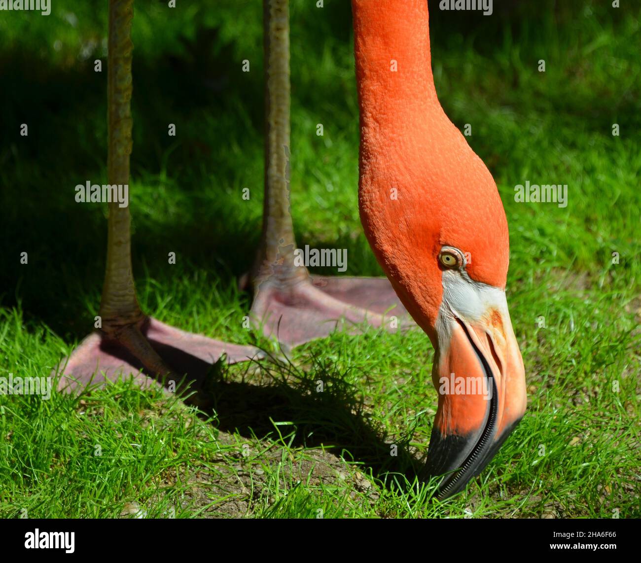American Flamingo close-up feeding Stock Photo - Alamy