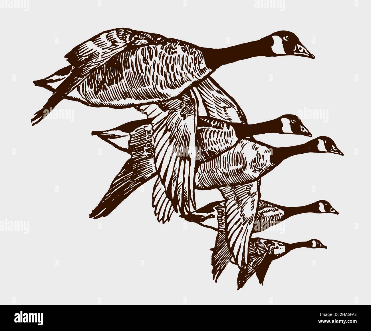 Canada goose branta canadensis geese flock bird Stock Vector Images - Alamy