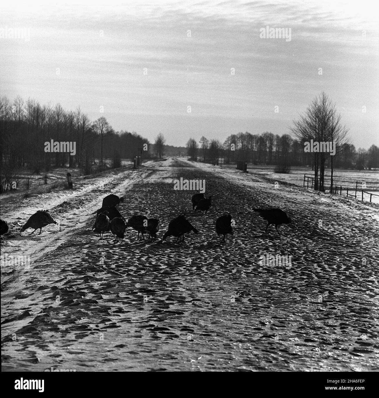 Polska, 1969-11-27. Stado indyków na wiejskiej drodze pokrytej ...