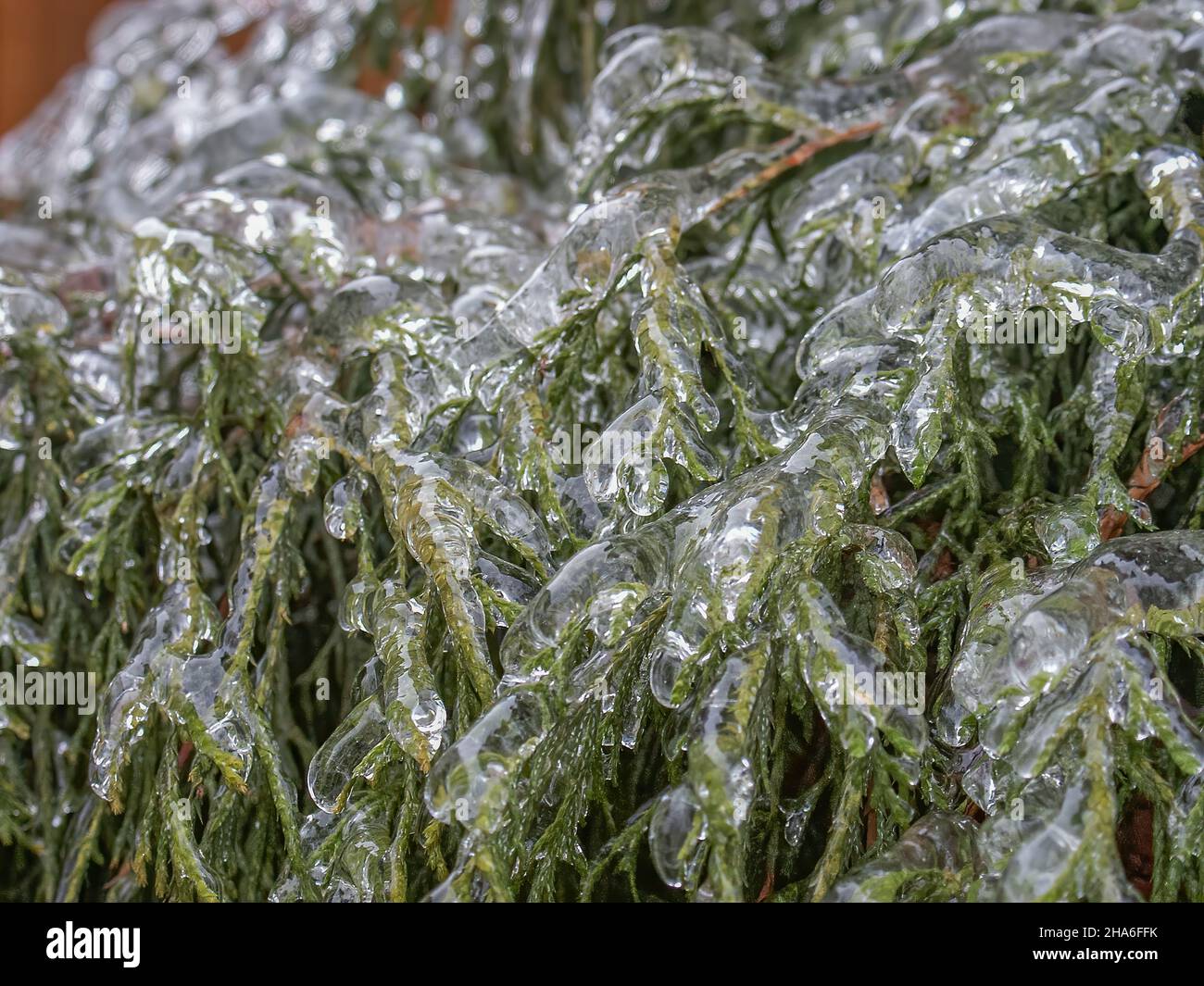 Amazing natural phenomena, close up photography, macrophotography, Icy ...