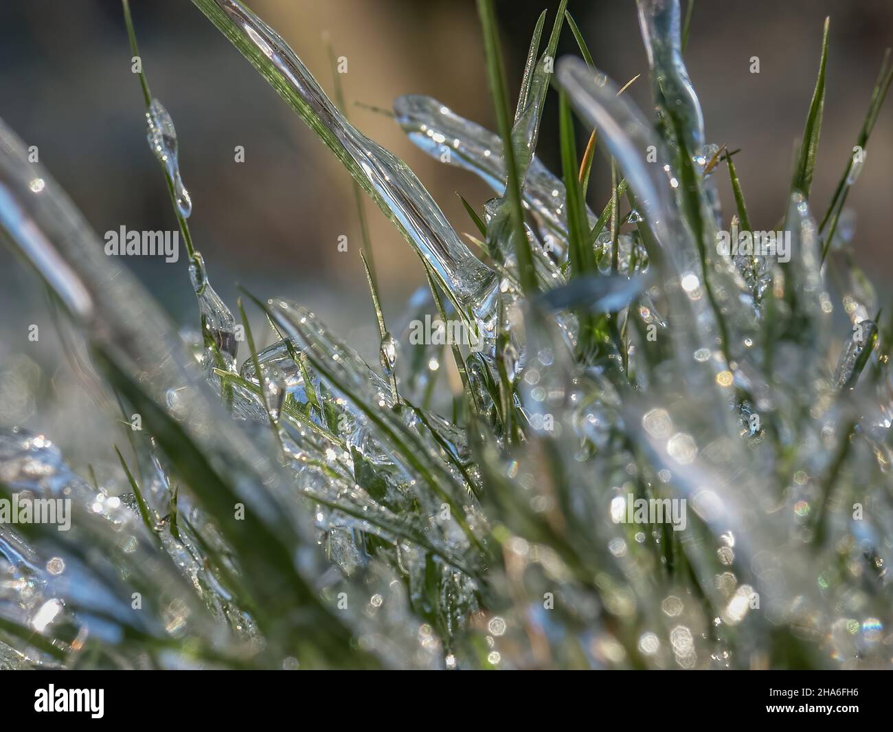 Amazing natural phenomena, close up photography, macrophotography, Icy ...