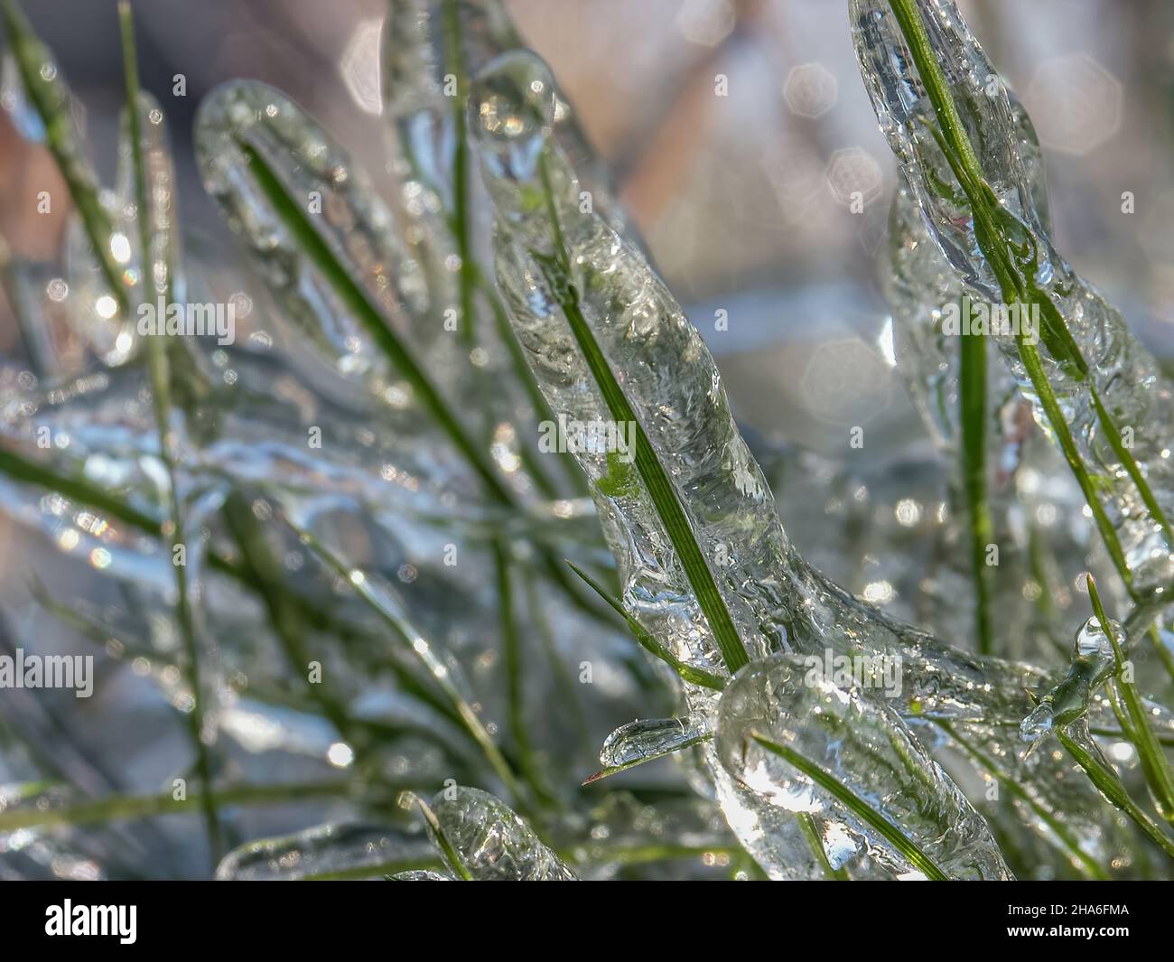 Amazing natural phenomena, close up photography, macrophotography, Icy ...