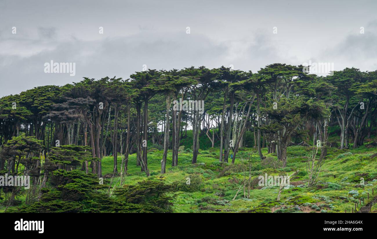 San Francisco California landscape cypress tree forest Stock Photo - Alamy