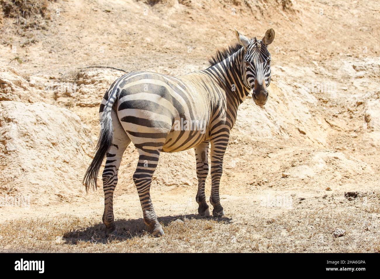 Plains zebra (Equus quagga) staying near the dusty rocks Stock Photo ...